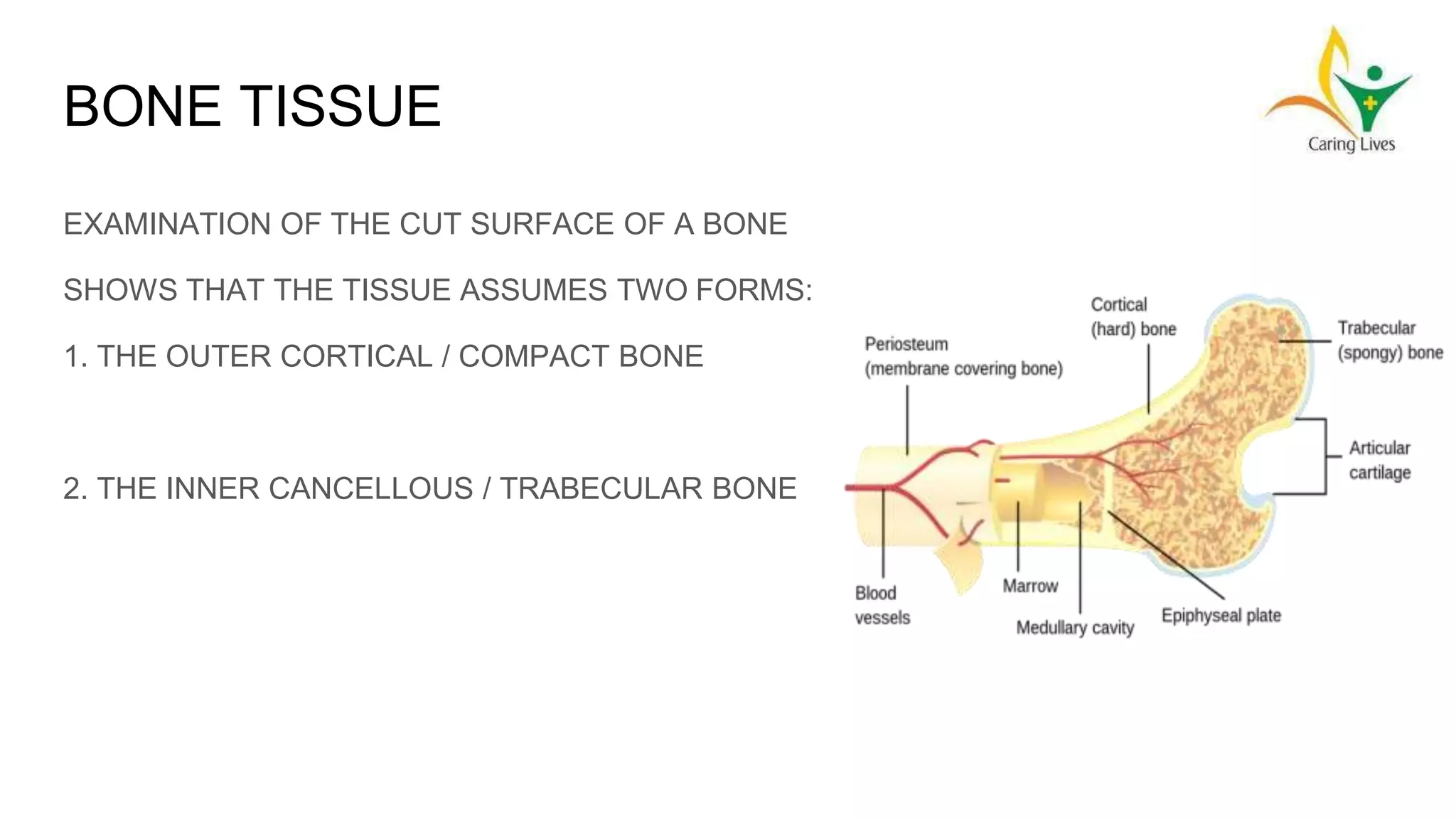 Molecular Biology of bone and blood supply.pptx