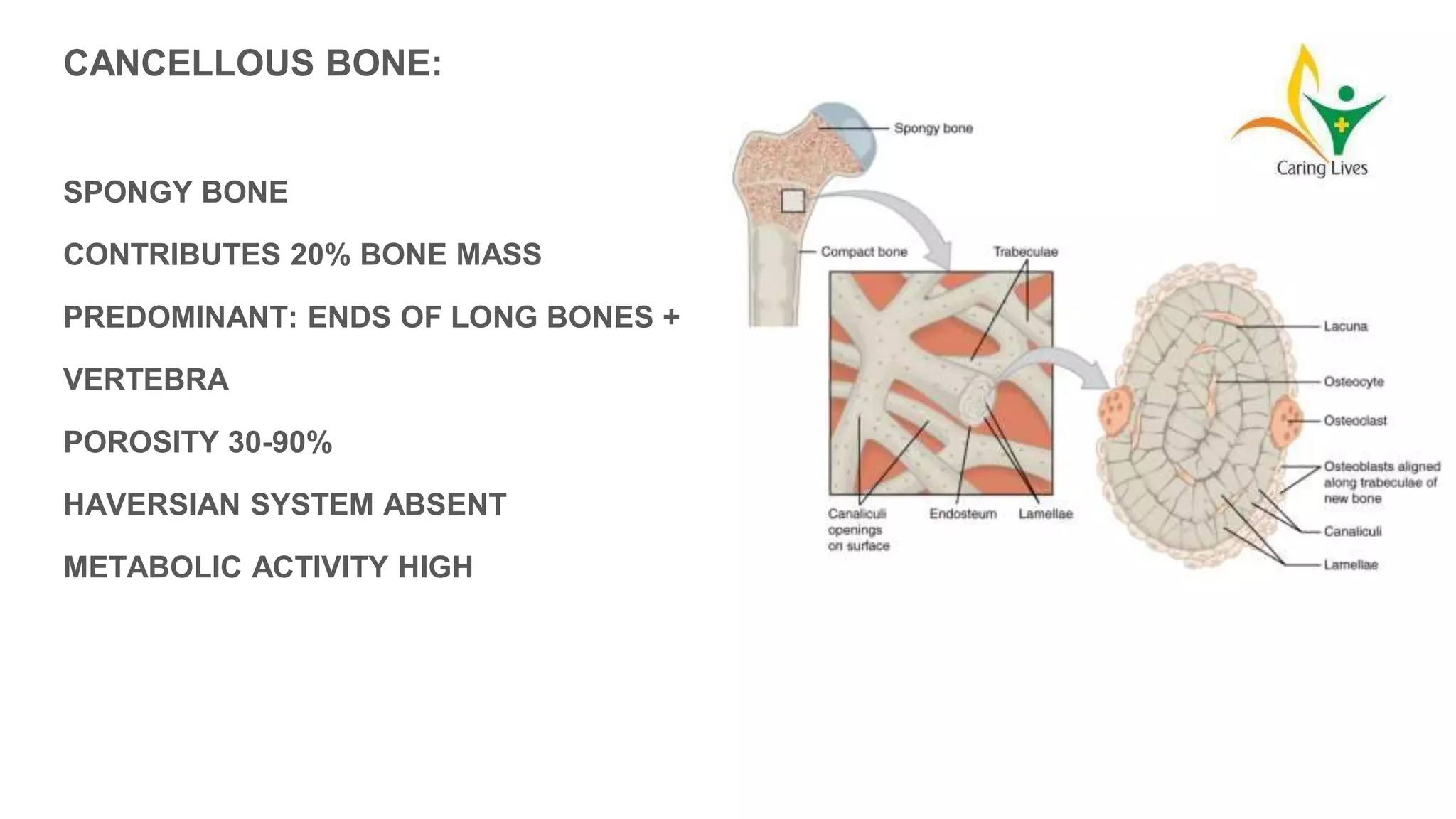 Molecular Biology of bone and blood supply.pptx