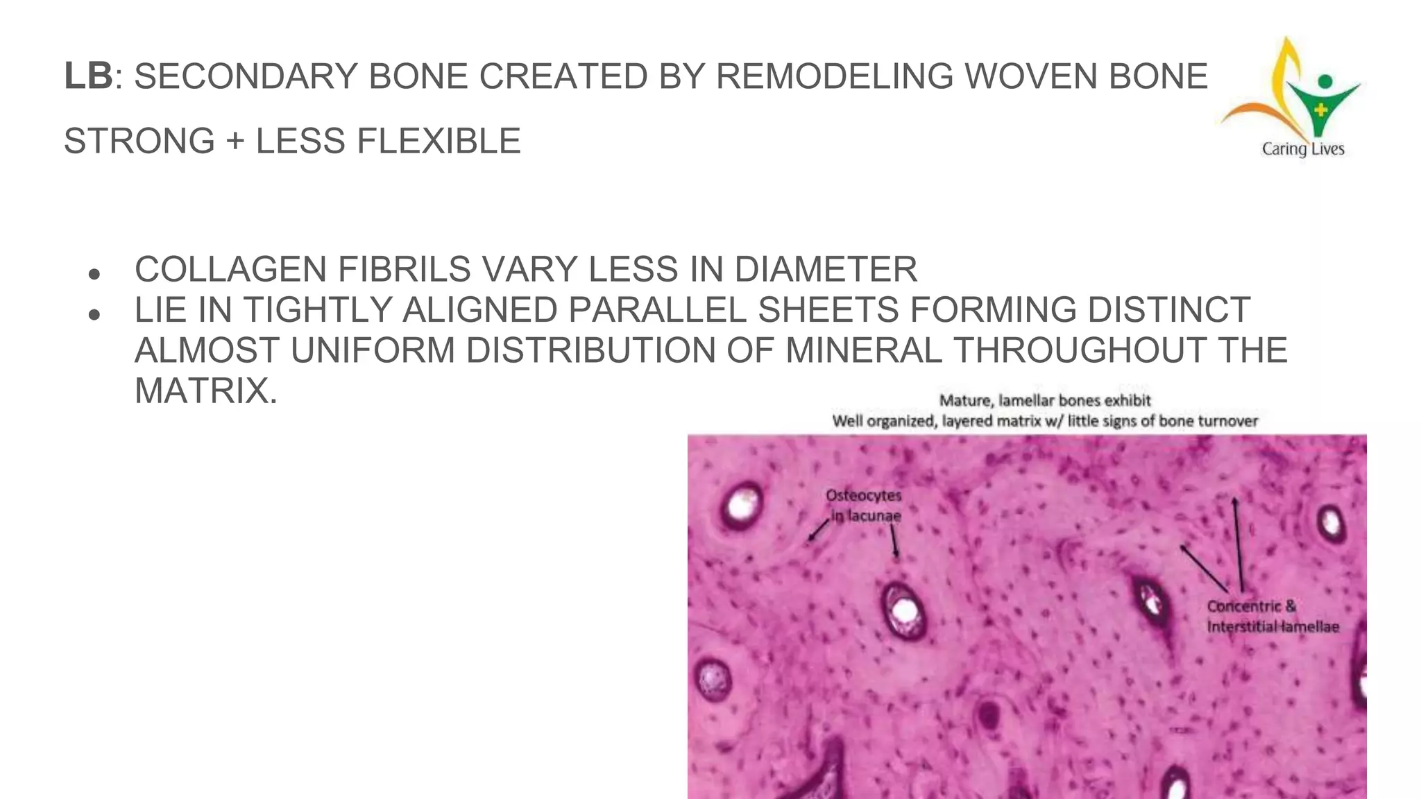 Molecular Biology of bone and blood supply.pptx