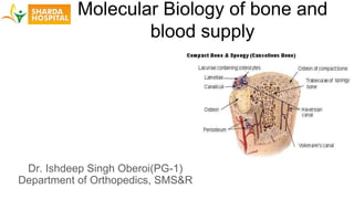 Molecular Biology of bone and blood supply.pptx