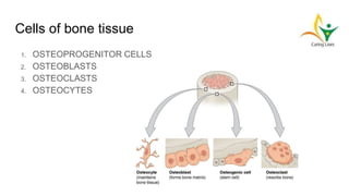 Molecular Biology of bone and blood supply.pptx