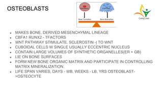 Molecular Biology of bone and blood supply.pptx