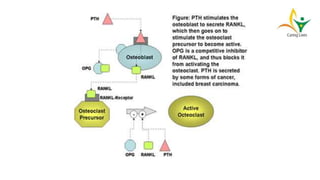 Molecular Biology of bone and blood supply.pptx
