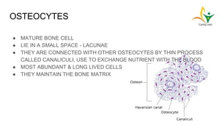 Molecular Biology of bone and blood supply.pptx