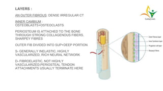 Molecular Biology of bone and blood supply.pptx