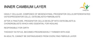 Molecular Biology of bone and blood supply.pptx