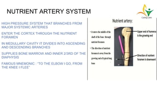 Molecular Biology of bone and blood supply.pptx