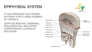 Molecular Biology of bone and blood supply.pptx