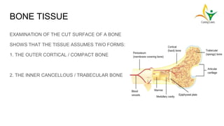Molecular Biology of bone and blood supply.pptx
