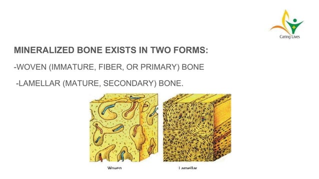 Molecular Biology of bone and blood supply.pptx