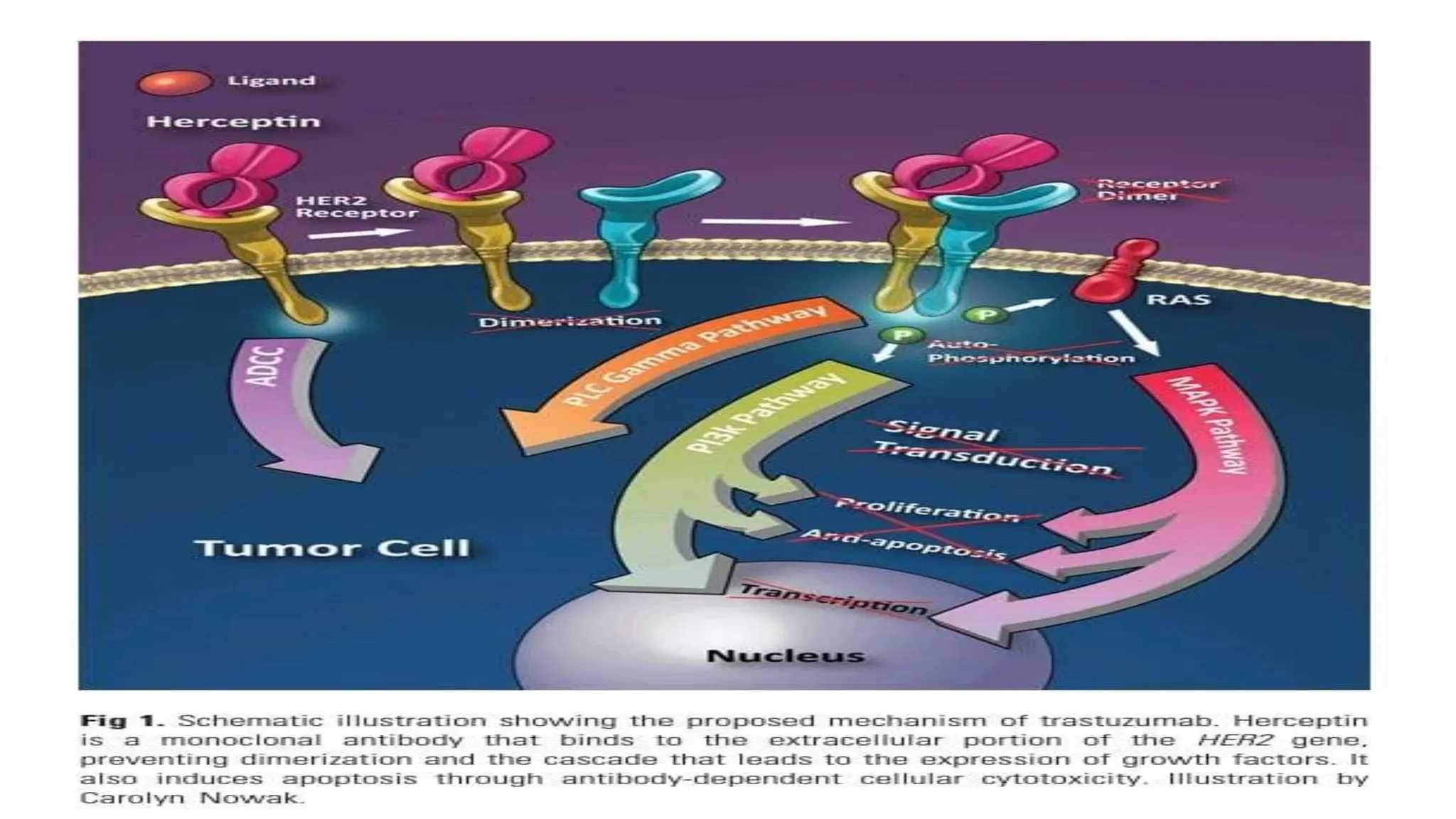 molecularbiologyofbreastcancerautosaved-191226181803 (1).pptx