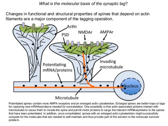 Molecular Biology of Memory