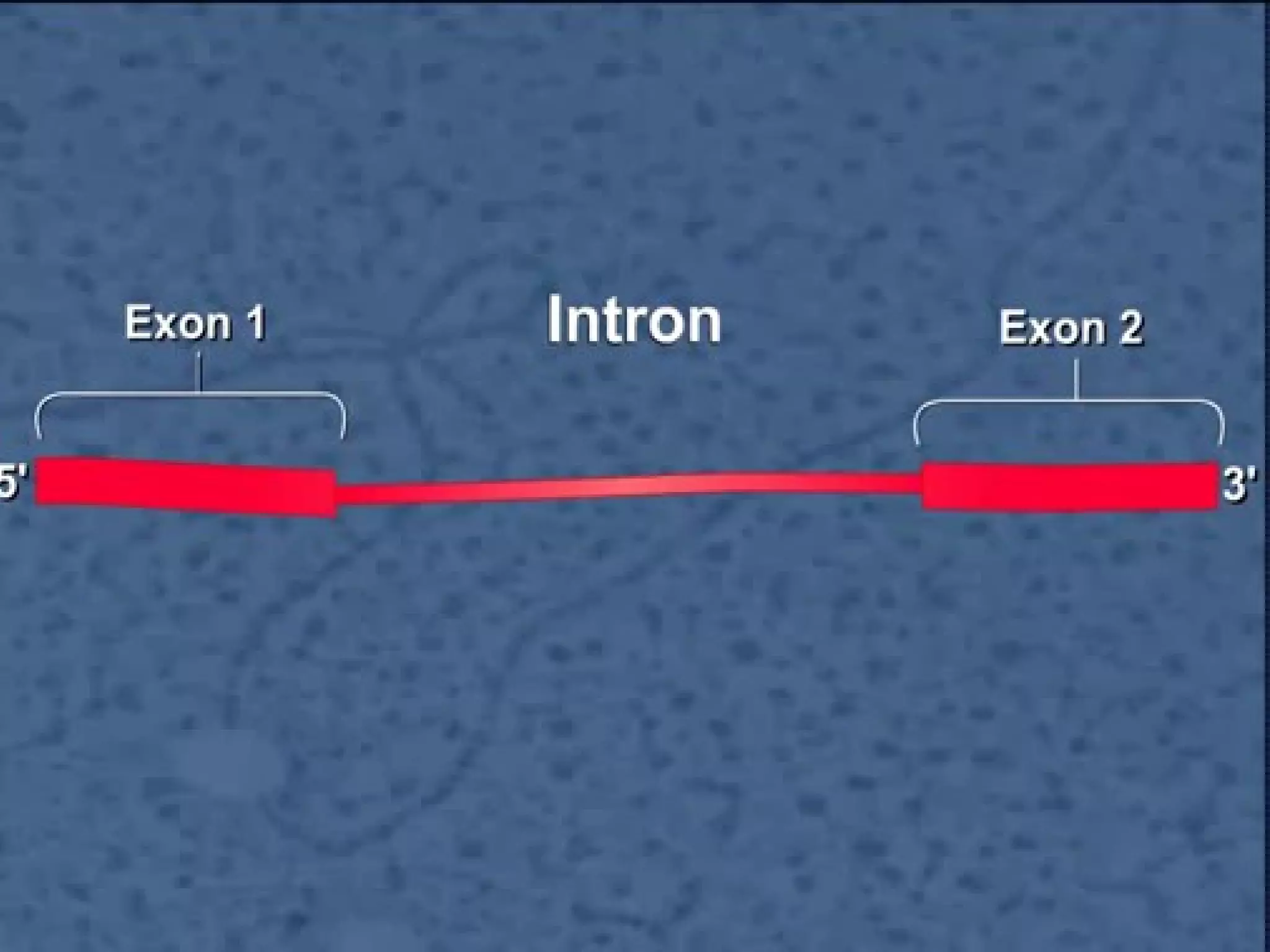 Molecular biology of the gene ch 13 rna splicing part1 | PPT ...