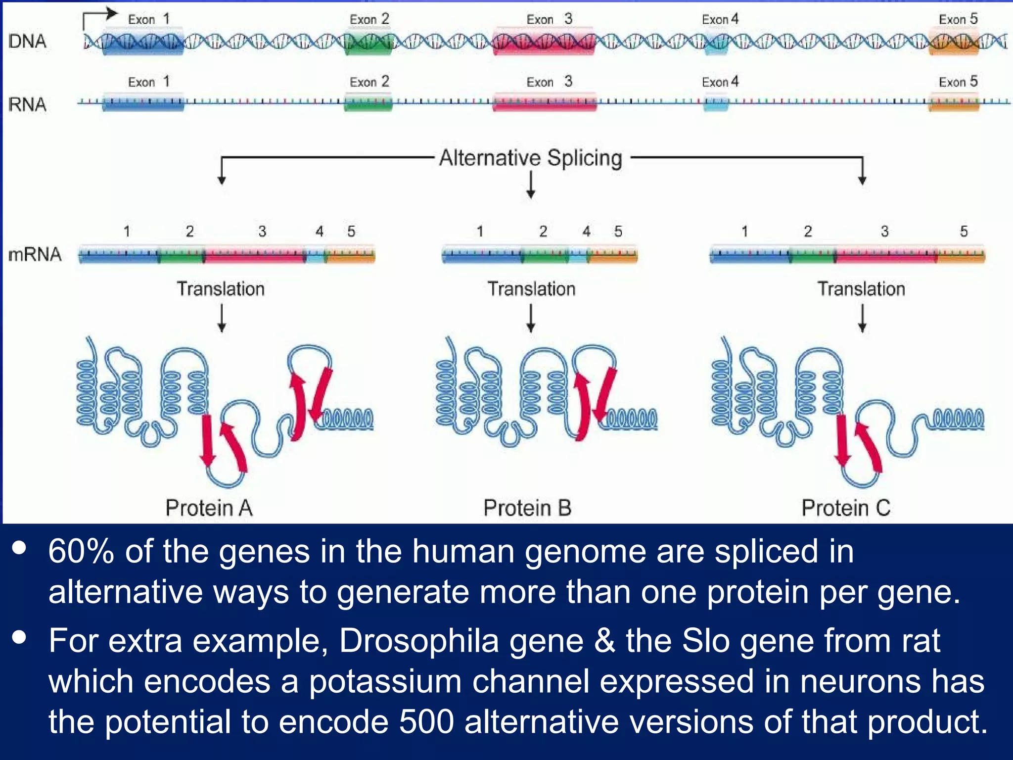 Molecular biology of the gene ch 13 rna splicing part1 | PPT ...