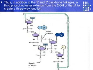 Molecular biology of the gene ch 13 rna splicing part1 | PPT ...