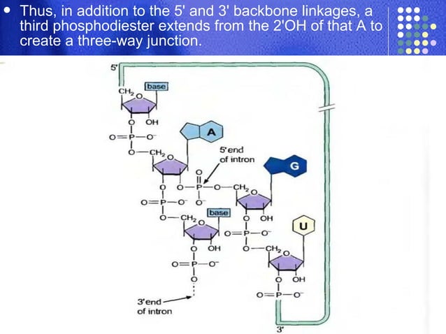 Molecular biology of the gene ch 13 rna splicing part1 | PPT