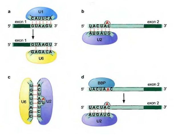 Molecular biology of the gene ch 13 rna splicing part1 | PPT