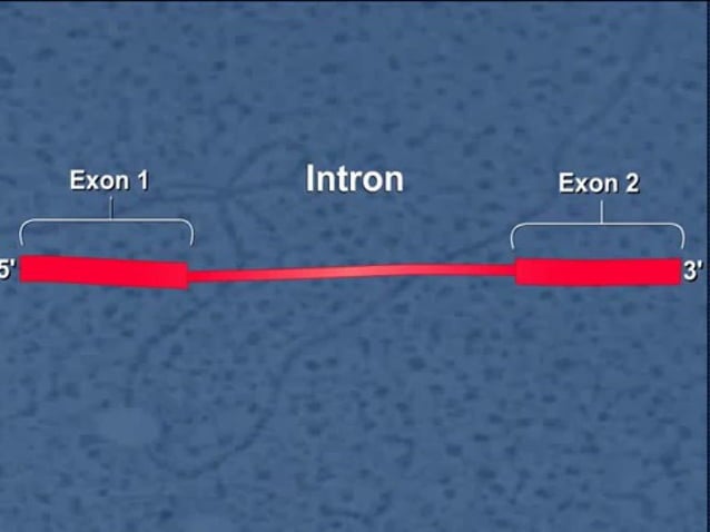 Molecular biology of the gene ch 13 rna splicing part1 | PPT