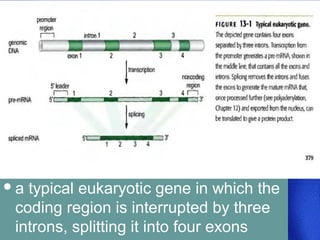 Molecular biology of the gene ch 13 rna splicing part1 | PPT ...