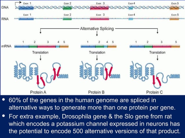 Molecular biology of the gene ch 13 rna splicing part1 | PPT