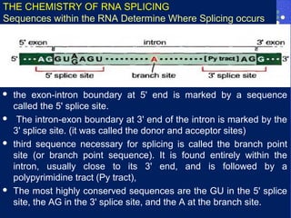 Molecular biology of the gene ch 13 rna splicing part1 | PPT ...
