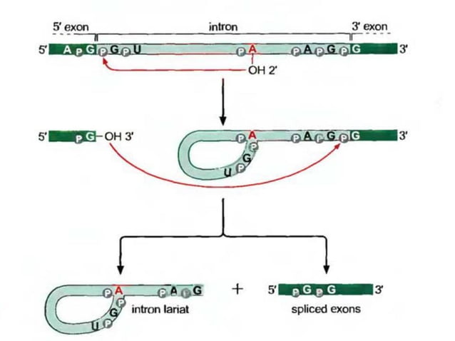 Molecular biology of the gene ch 13 rna splicing part1 | PPT