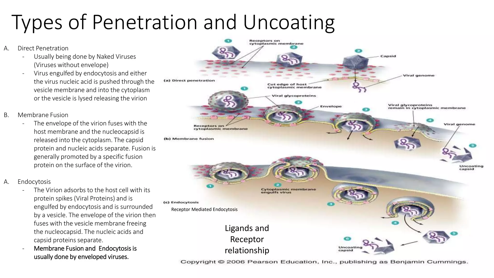 Viral Replication and its stages | PPTX