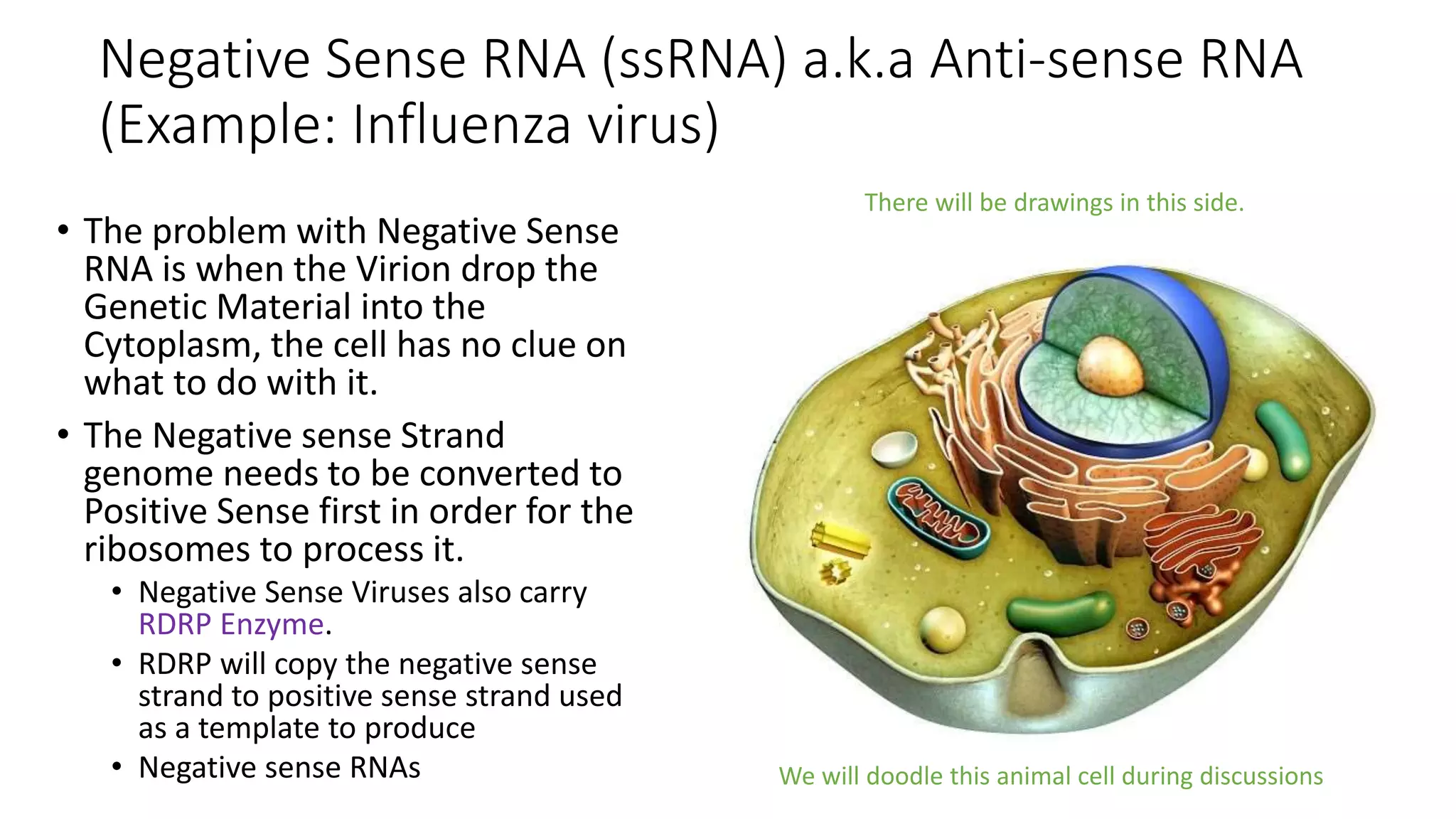 Viral Replication and its stages | PPTX