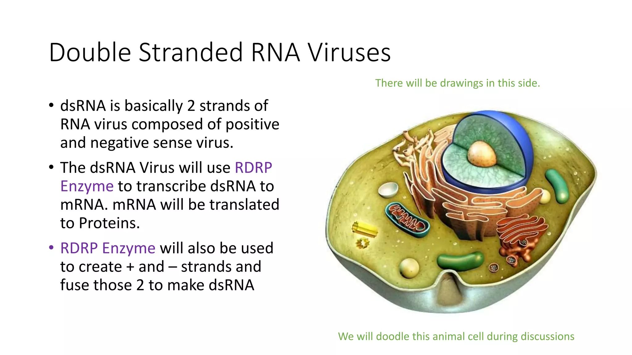 Viral Replication and its stages | PPTX