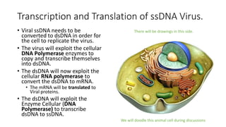 Viral Replication and its stages | PPT