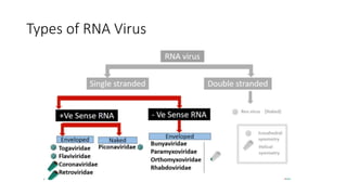 Viral Replication and its stages | PPT