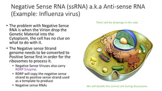 Viral Replication and its stages | PPT