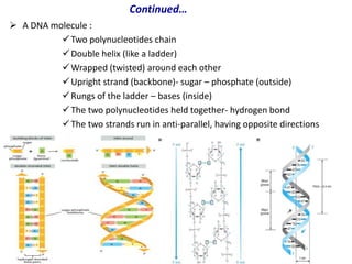MolecularbiologyPpt.pptfgxhhhhhhhhhhhhhh | PPTX