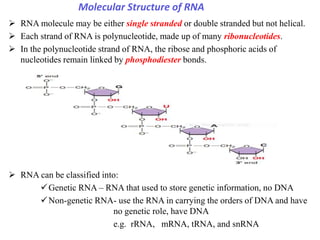 MolecularbiologyPpt.pptfgxhhhhhhhhhhhhhh | PPTX