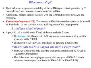 MolecularbiologyPpt.pptfgxhhhhhhhhhhhhhh | PPTX | Biological Sciences ...