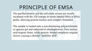 Electrophoretic mobility shift assay ppt.pptx