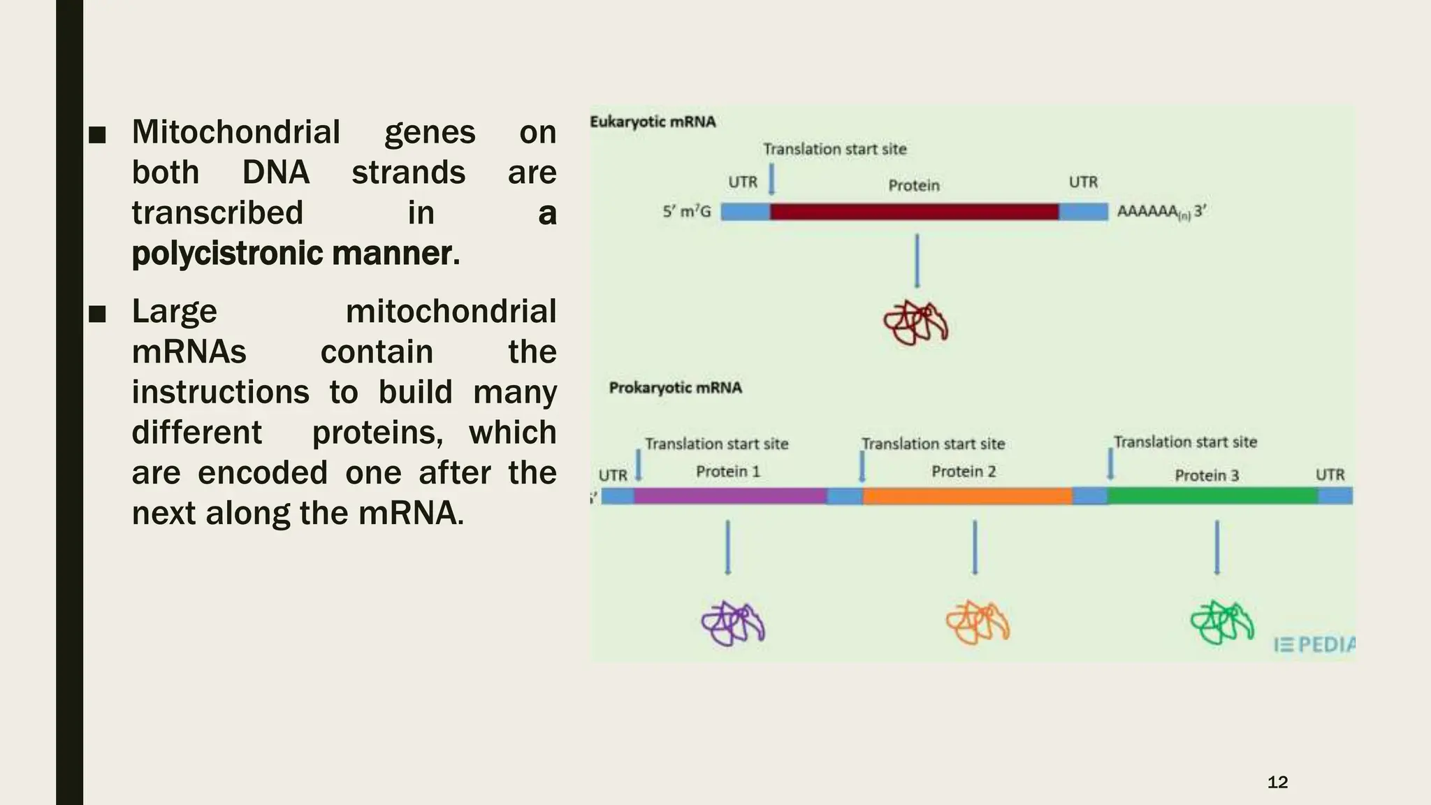 Organellar genome: chloroplast, mitochondria etc pptx | PPTX