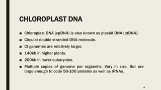 Organellar genome: chloroplast, mitochondria etc pptx | PPTX