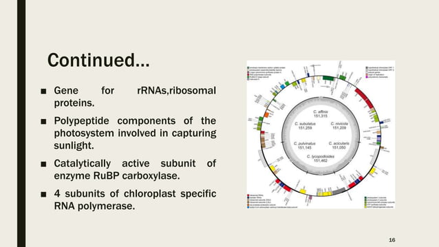 Organellar genome: chloroplast, mitochondria etc pptx | PPTX