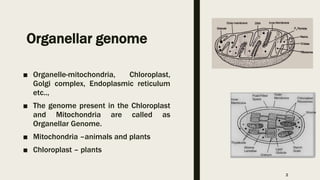 Organellar genome: chloroplast, mitochondria etc pptx | PPTX