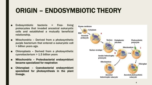Organellar genome: chloroplast, mitochondria etc pptx | PPTX