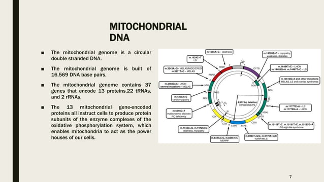 Organellar genome: chloroplast, mitochondria etc pptx | PPTX