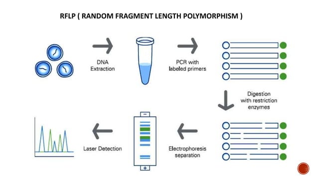 Gene mapping.pptx/ molecular biology/ gene linkage | PPTX | Genetics ...