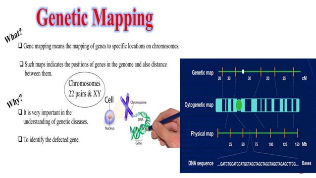 Gene mapping.pptx/ molecular biology/ gene linkage | PPTX | Genetics ...