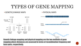 Gene mapping.pptx/ molecular biology/ gene linkage | PPTX | Genetics ...