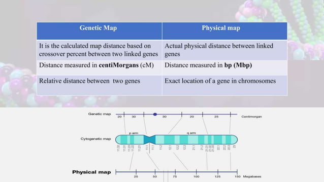 Gene mapping.pptx/ molecular biology/ gene linkage | PPTX | Genetics ...