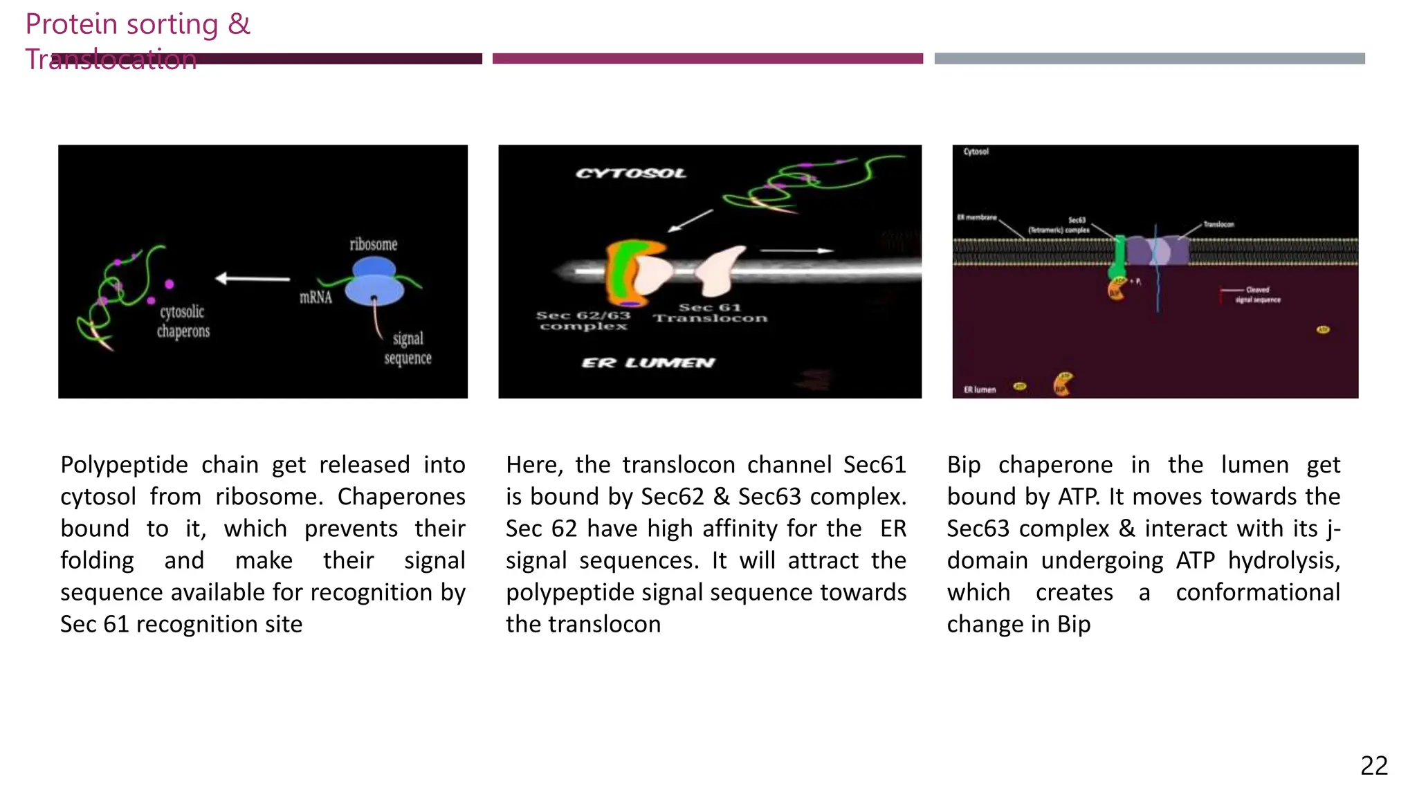 Protein sorting and translocation. pptx | PPT