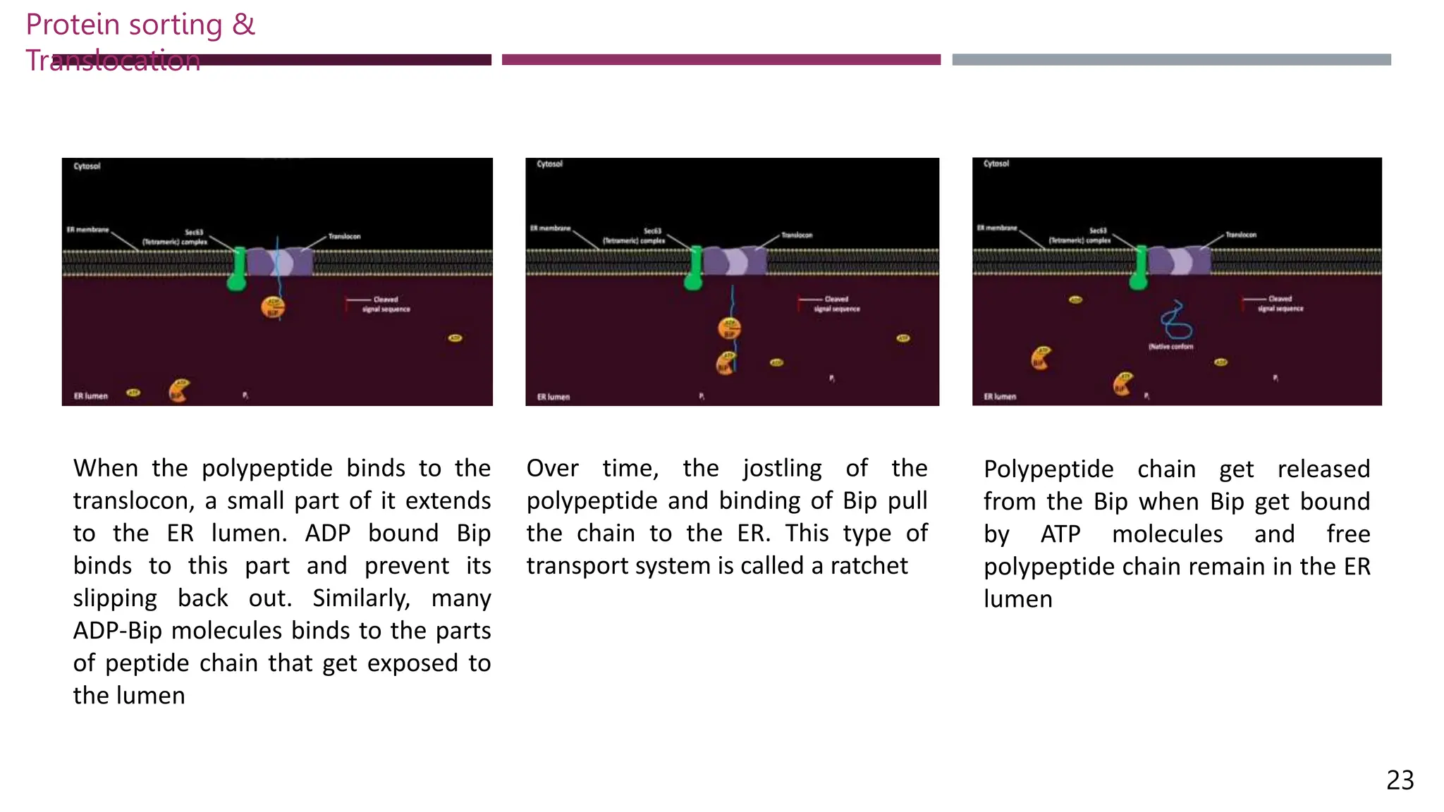 Protein sorting and translocation. pptx | PPT