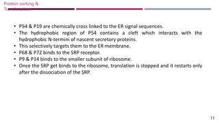 Protein sorting and translocation. pptx | PPT