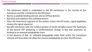 Protein sorting and translocation. pptx | PPT